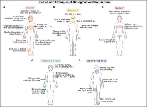 Experts to Develop Human Skin Cell Atlas - - PracticalDermatology