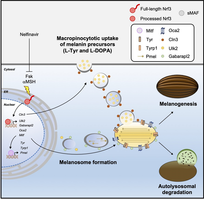 Study Reveals Novel Insights on Melanin Formation - - PracticalDermatology