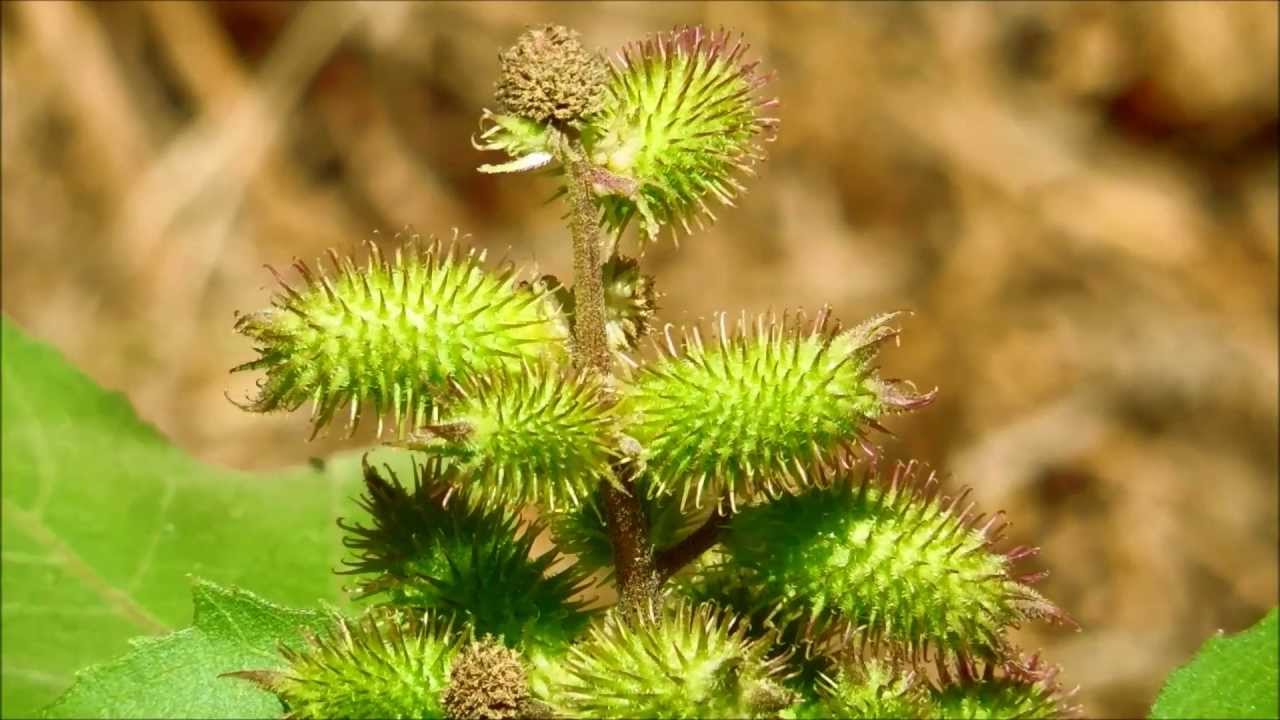 Researchers Discover Anti-Aging Potential in an Invasive Weed ...