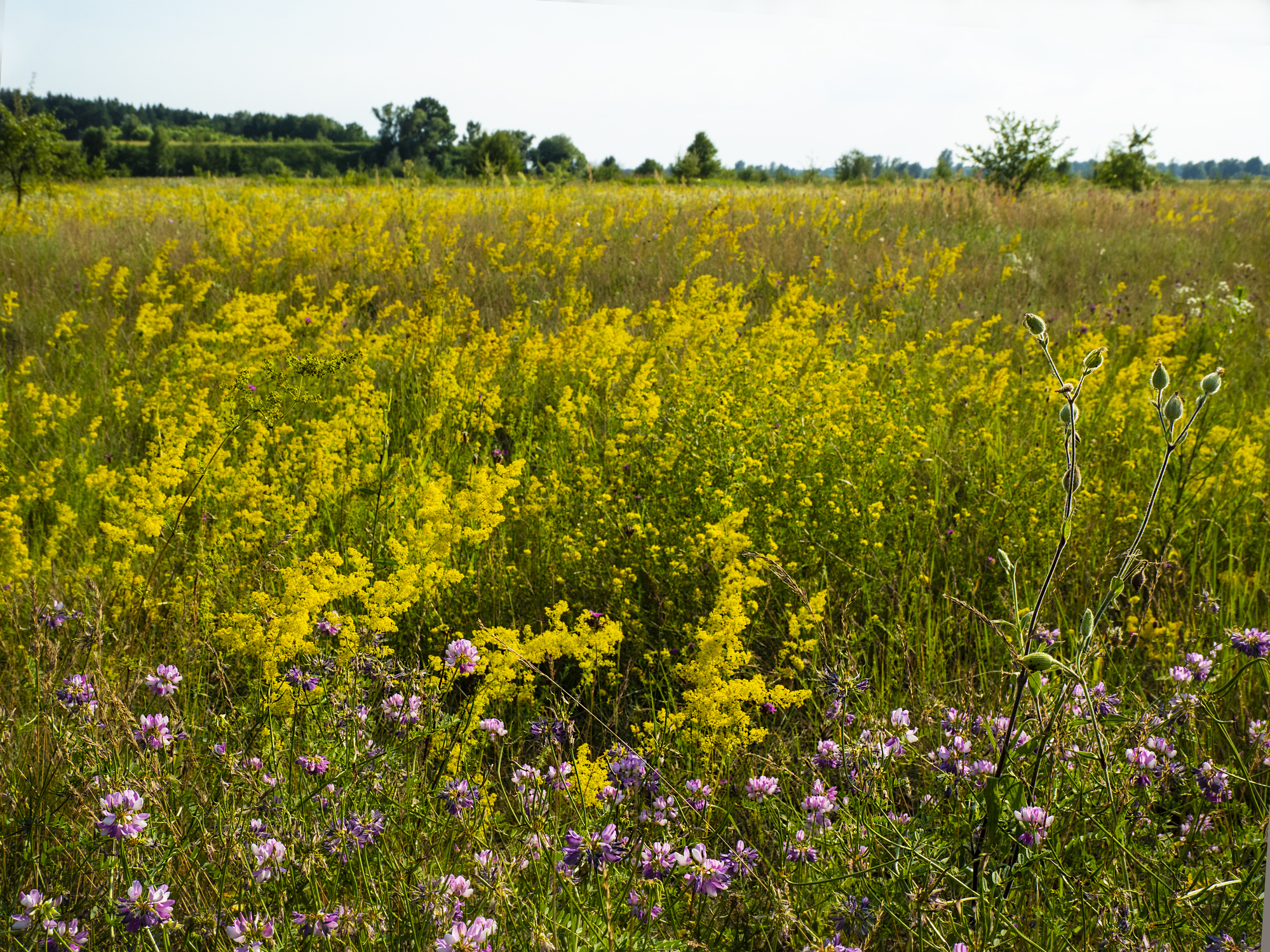 Study: Herbal Approach Counteracts Cardio Side Effects of PsO in Rats ...